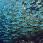 Discover Scuba Diving Experience - How This Experience Stacks Up