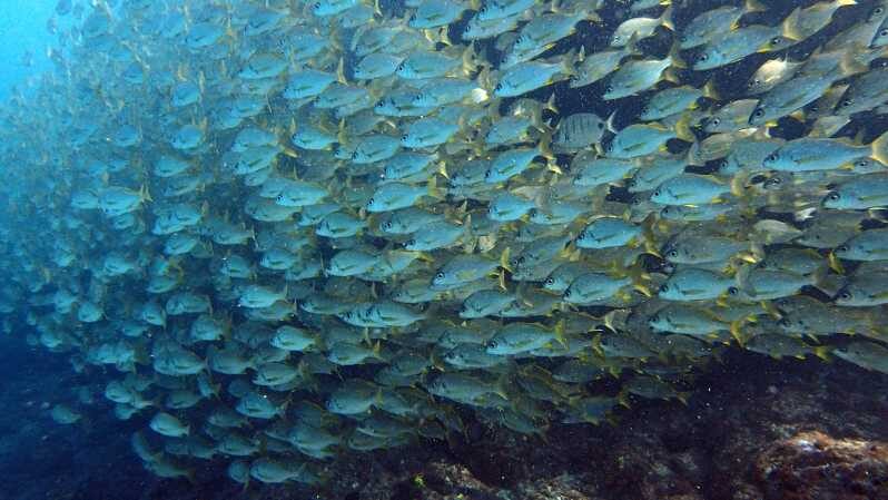 Discover Scuba Diving Experience - How This Experience Stacks Up