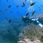 Discover Scuba Diving in Menorca: your first underwater adventure - What You Can Expect from the Itinerary