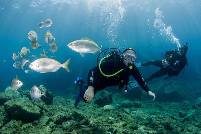 Discover Scuba Diving in Puerto de Mogan - Discover Scuba Diving in Puerto de Mogan: A Full Breakdown