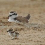 Discover the Devesa and the Albufera: Guided tour - Practical Details and What to Expect