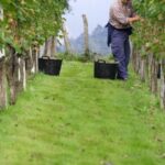 Discover the Essence of Txakoli Wine from San Sebastian - An In-Depth Look at the Experience