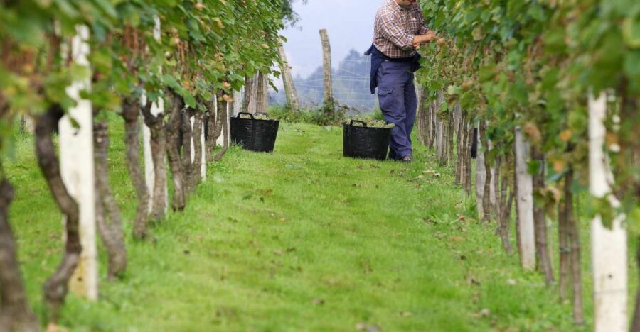Discover the Essence of Txakoli Wine from San Sebastian - An In-Depth Look at the Experience
