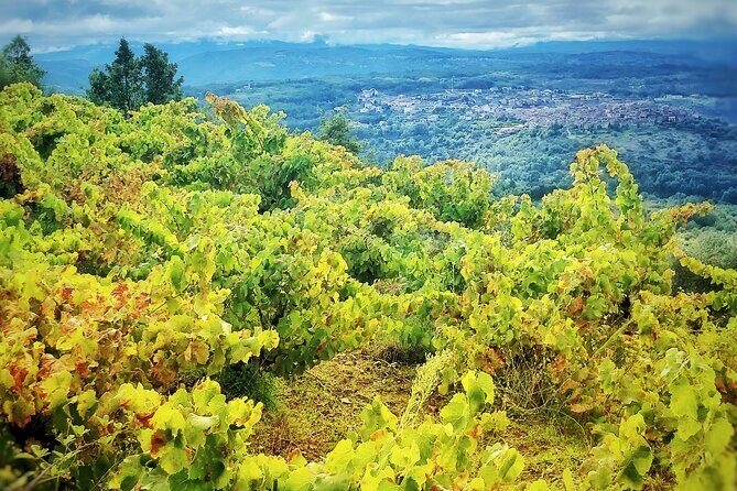 Discover the unique wine and villages of the Sierra de Salamanca - Who Will Love This Tour?