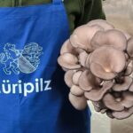 Discover the World of Mushrooms - An In-Depth Look at the Mushroom Farm Tour