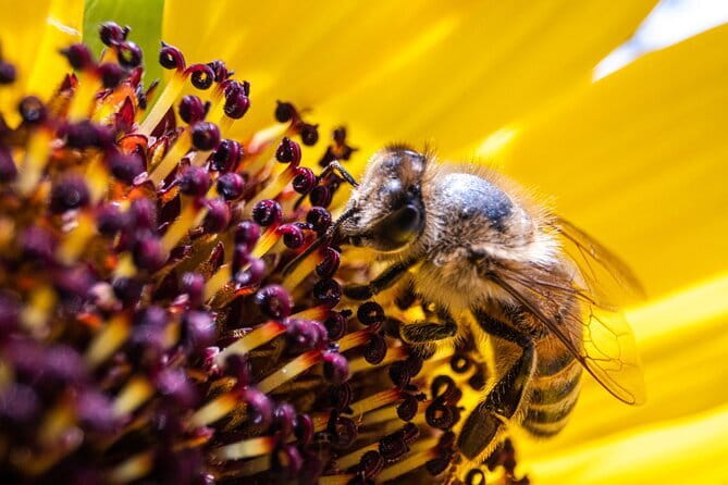Discovering Bees in Volterra - Key Points