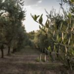 Discovering nature and flavors of Pantalica - Visiting Pantalica’s Key Sites