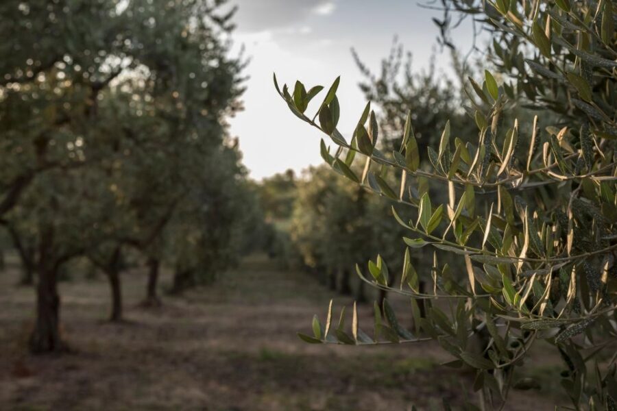 Discovering nature and flavors of Pantalica - Visiting Pantalica’s Key Sites