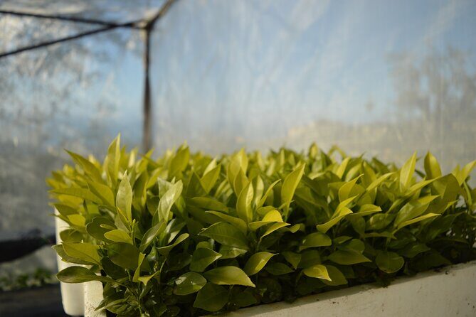 Discovery Tour of Sorrento Lemon in Massa Lubrense - The Value for Your Money