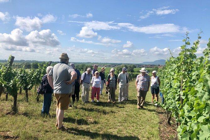 Discovery Vineyard - Discovering the Charm of the Discovery Vineyard Tour in Colmar