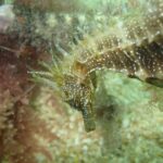 Dive in Marine Reserve, Arrábida, Setúbal, Sesimbra, near Lisbon - Why This Tour Stands Out