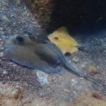 Diving at Lanzarote - 2 guided dives for certified divers - What to Expect from Your Lanzarote Diving Experience