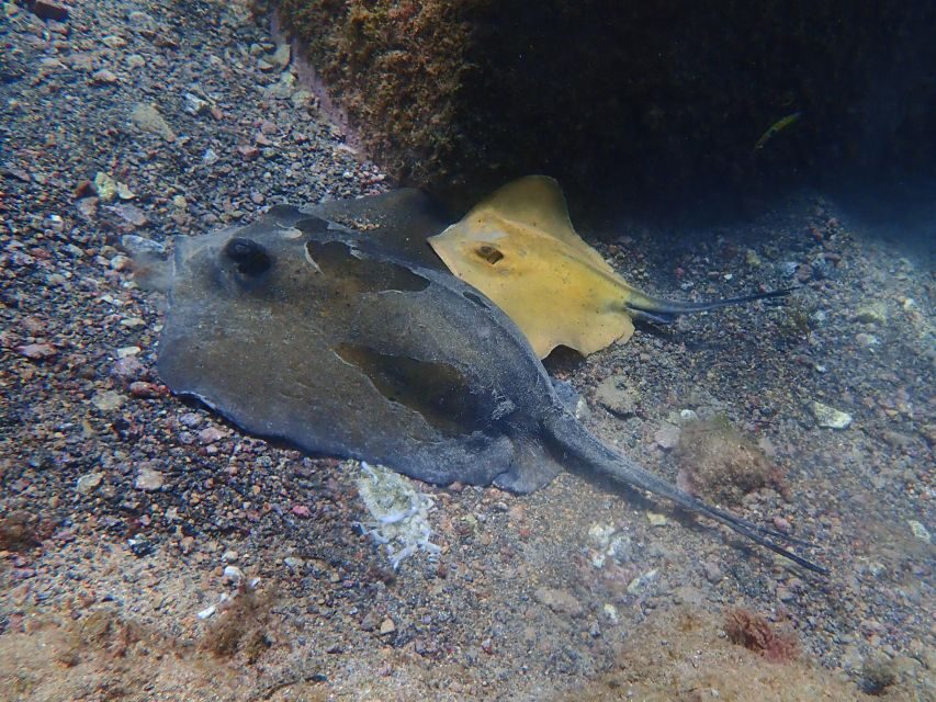 Diving at Lanzarote - 2 guided dives for certified divers - What to Expect from Your Lanzarote Diving Experience