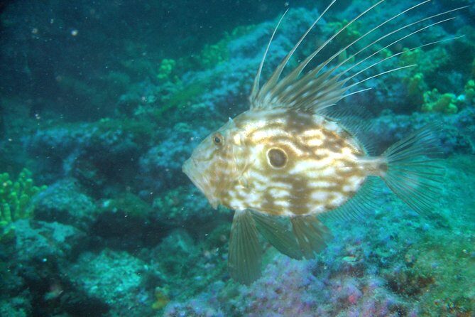 Diving day tour with 2 dives - Practical Details: What You Need to Know