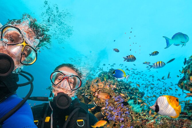 Diving experience in Polignano a Mare with certification - Key Points