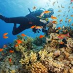 Diving Tour from Alanya & Side with Lunch - 2 Dives Included - Exploring the Itinerary and Experience