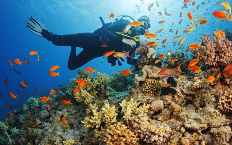 Diving Tour from Alanya & Side with Lunch - 2 Dives Included - Exploring the Itinerary and Experience