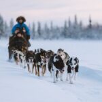 Dog sledding excursion to Kiruna - The Sledding Itinerary: What to Expect