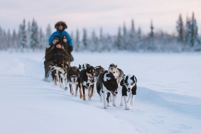 Dog sledding excursion to Kiruna - The Sledding Itinerary: What to Expect