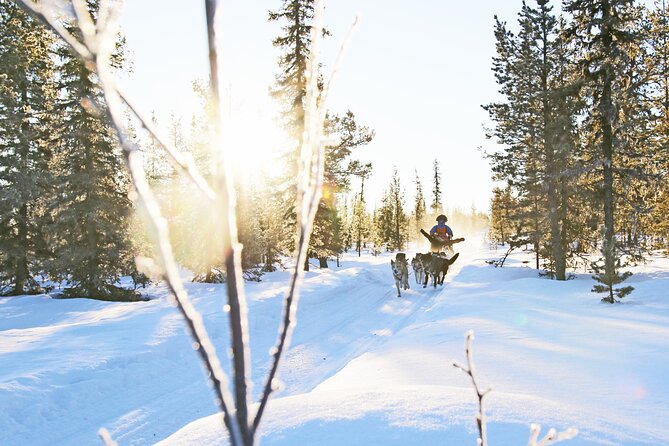 Dogsled Adventure Kiruna - Key Points