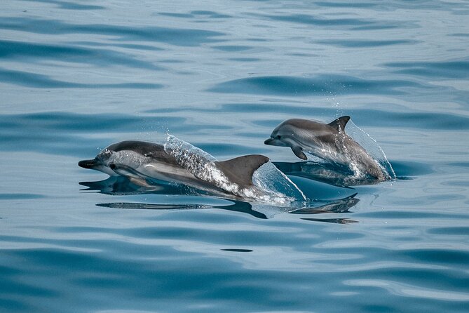 Dolphin Adventure in Sotogrande with Drink Included - Key Points
