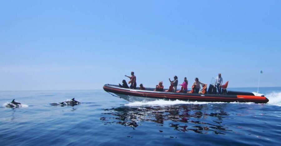 Dolphin Safari and Cave Tour in Vilamoura - A Detailed Look at the Tour Experience