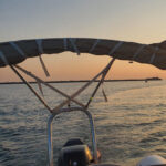 Dolphin safari every evening - A Detailed Look at the Experience