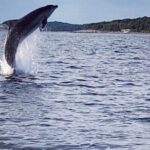 Dolphin Sunrise Adventure with Speedboat - Why It’s Worth the Price