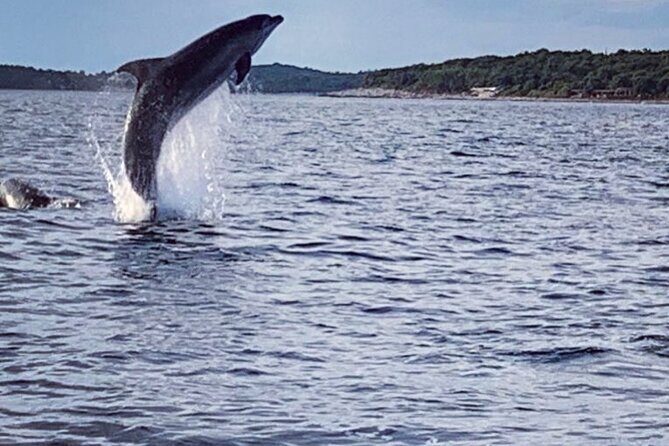 Dolphin Sunrise Adventure with Speedboat - Why It’s Worth the Price