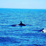 Dolphin Watch - The Itinerary: What to Expect