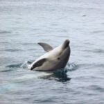 Dolphin Watching and Local Caves - Authenticity and Reviews from Participants