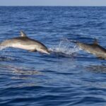 Dolphin watching and wildlife from Faro - An In-Depth Review of the Faro Dolphin and Wildlife Tour