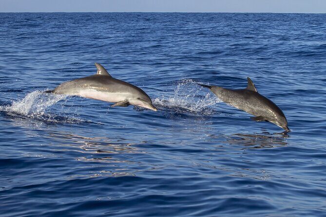 Dolphin watching and wildlife from Faro - An In-Depth Review of the Faro Dolphin and Wildlife Tour
