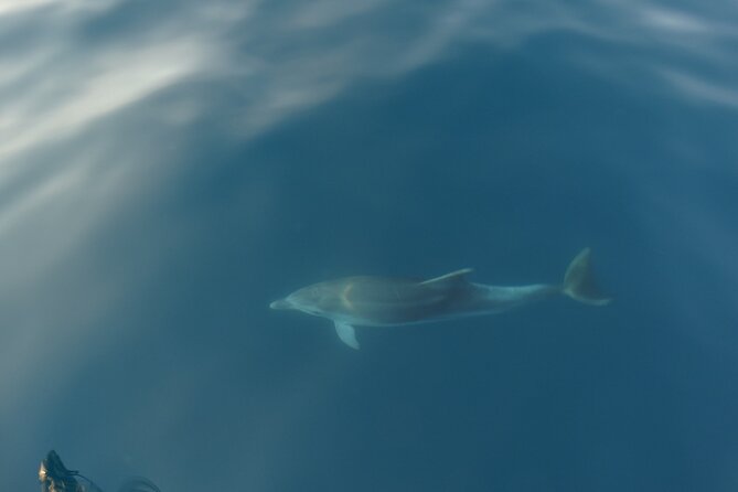 Dolphin Watching around Pore Riviera with Boat Trip - A Practical Guide to the Porec Dolphin Watching Boat Trip