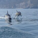 Dolphin Watching at the Arrabida (Lisbon region) - The Culinary Touch and Local Delicacies