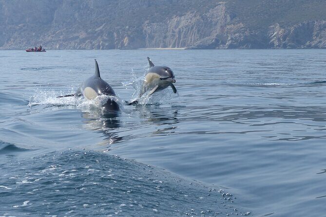 Dolphin Watching at the Arrabida (Lisbon region) - The Culinary Touch and Local Delicacies