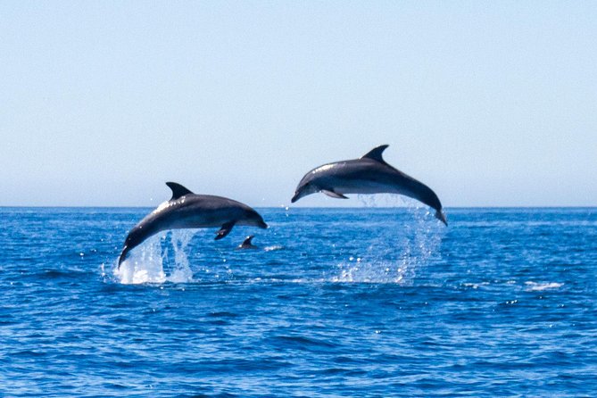 Dolphin Watching from Lagos with Marine Biologists - An Introduction to the Experience