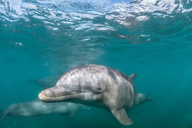 Dolphin Watching Half-Day Cruise from Lagos - Key Points