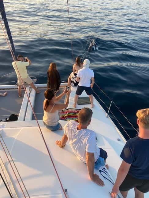 Dolphin watching in Estepona - Who Will Love This Trip?