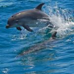 Dolphin Watching in the Wild - Half Day Private Tour - Exploring the Sado River and Marine Life