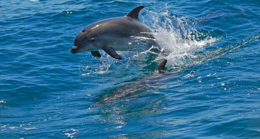 Dolphin Watching in the Wild - Half Day Private Tour - Exploring the Sado River and Marine Life