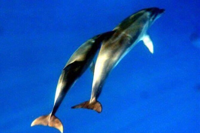 Dolphins Circus tour in Small group - Who Should Consider This Tour?