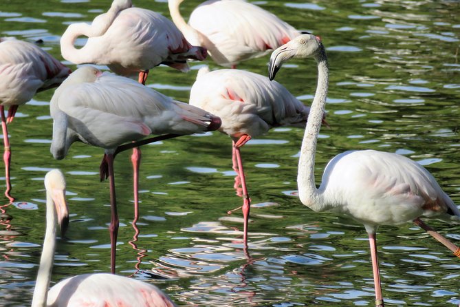 Donana National Park and El Rocío: Guided Tour from Seville - Key Points