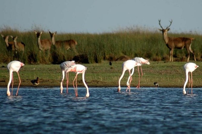 Donana National Park & Matalascanas Guided Tour from Seville - An In-Depth Look at the Tour Experience