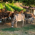 Donkey Farm and Lipa Cave Tour; Cave Crawling Donkey Calling - Visiting the Donkey Farm: More than Just Animals