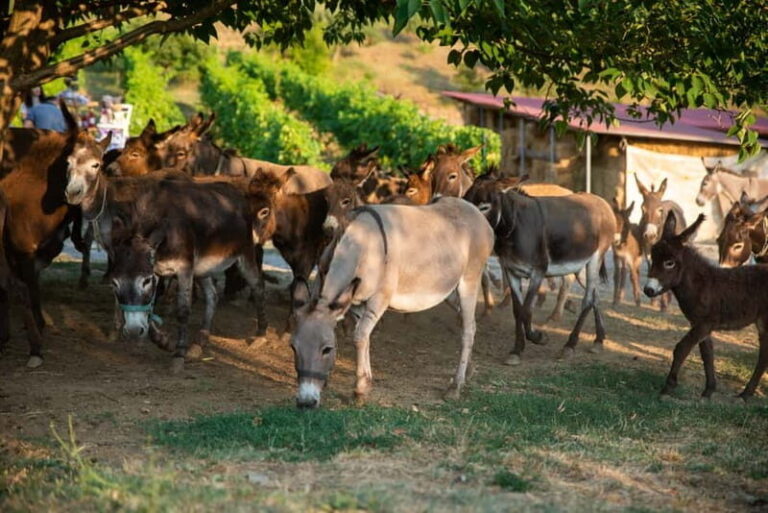 Donkey Farm and Lipa Cave Tour; Cave Crawling Donkey Calling - Visiting the Donkey Farm: More than Just Animals
