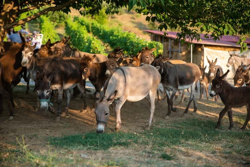 Donkey Farm and Lipa Cave Tour; Cave Crawling Donkey Calling - Visiting the Donkey Farm: More than Just Animals