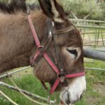 Donkey Riding - Coastline Ride - What’s Included and What’s Not