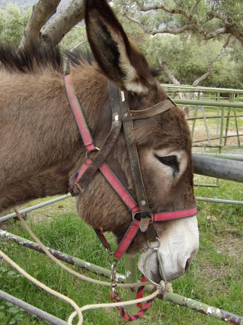 Donkey Riding - Coastline Ride - What’s Included and What’s Not