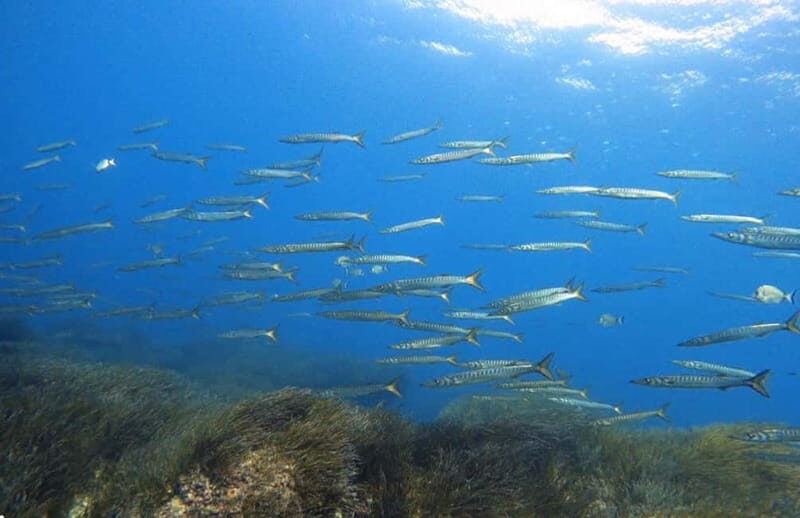 Double dive in Menorca: Discover Menorca's Marine Reserve - What Makes This Experience Stand Out